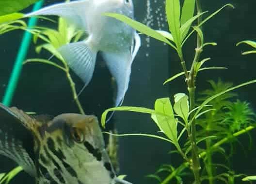 Skalar - Segelflosser - Pterophyllum scalare - aqua-tipps.de